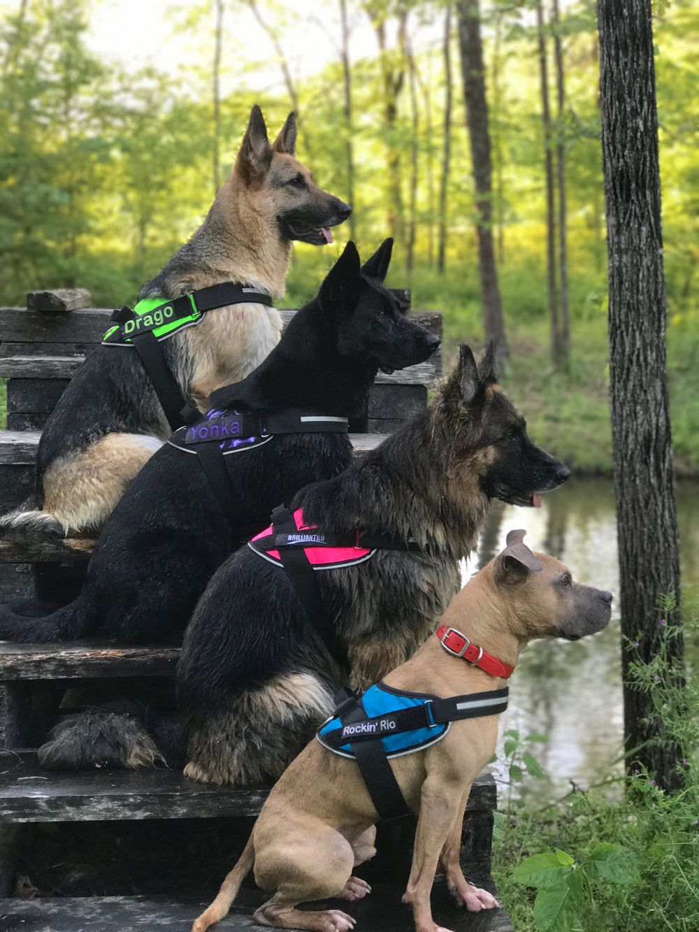 Large Dog Harnesses & Accessories | Large Breed Dog Harnesses – BrilliantK9
